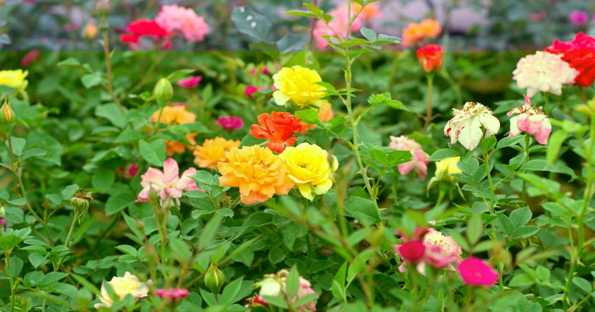 Mini ruže: savršeni mirisni ukras za interijere i eksterijere - Living