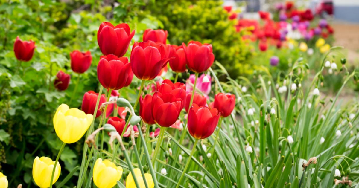 Tko ne voli tulipane? Evo što možete učiniti ako ste zakasnili sa sadnjom - Living