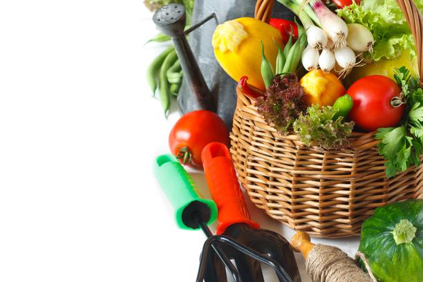 Povrće koje možete odmah posaditi u svom vrtu - Living