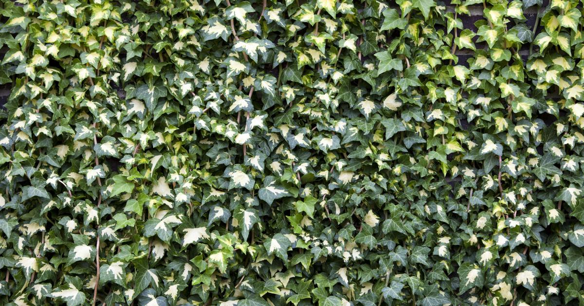 Bršljan - ukrasna biljka koja je i lijek za brojne bolesti - Living