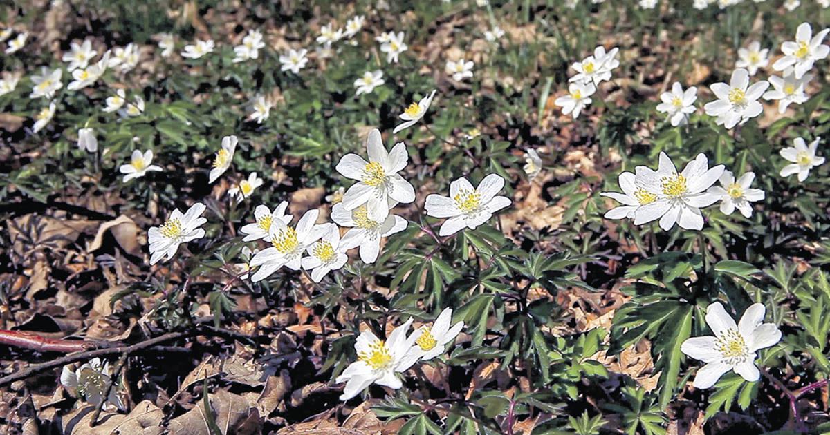 Vjesnici proljeća - Living