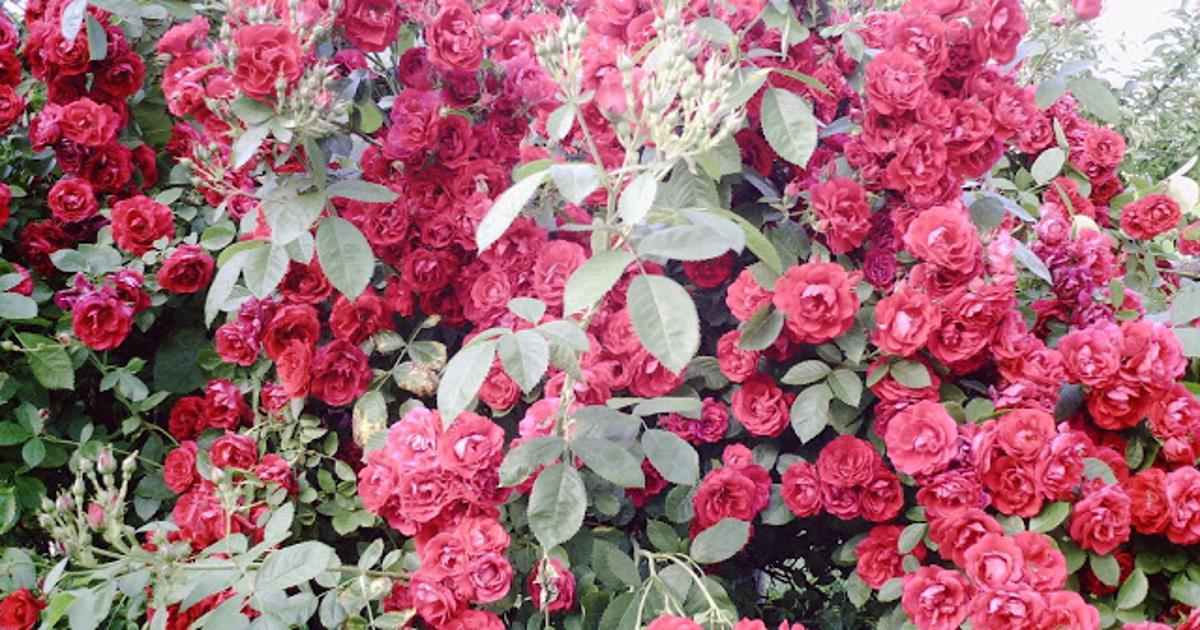 Ruža penjačica i puzavica - Living