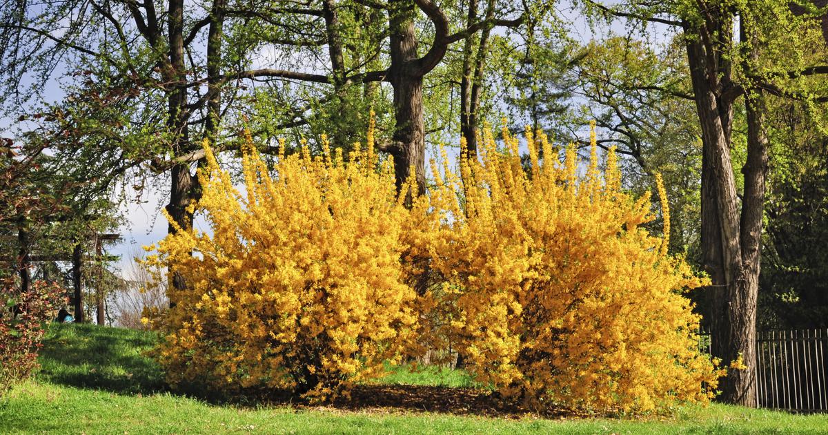 Nekad popularna, danas zaboravljena, forzicija se vraća u velikom stilu ...