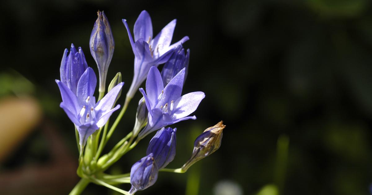 Ixia maculata - Living