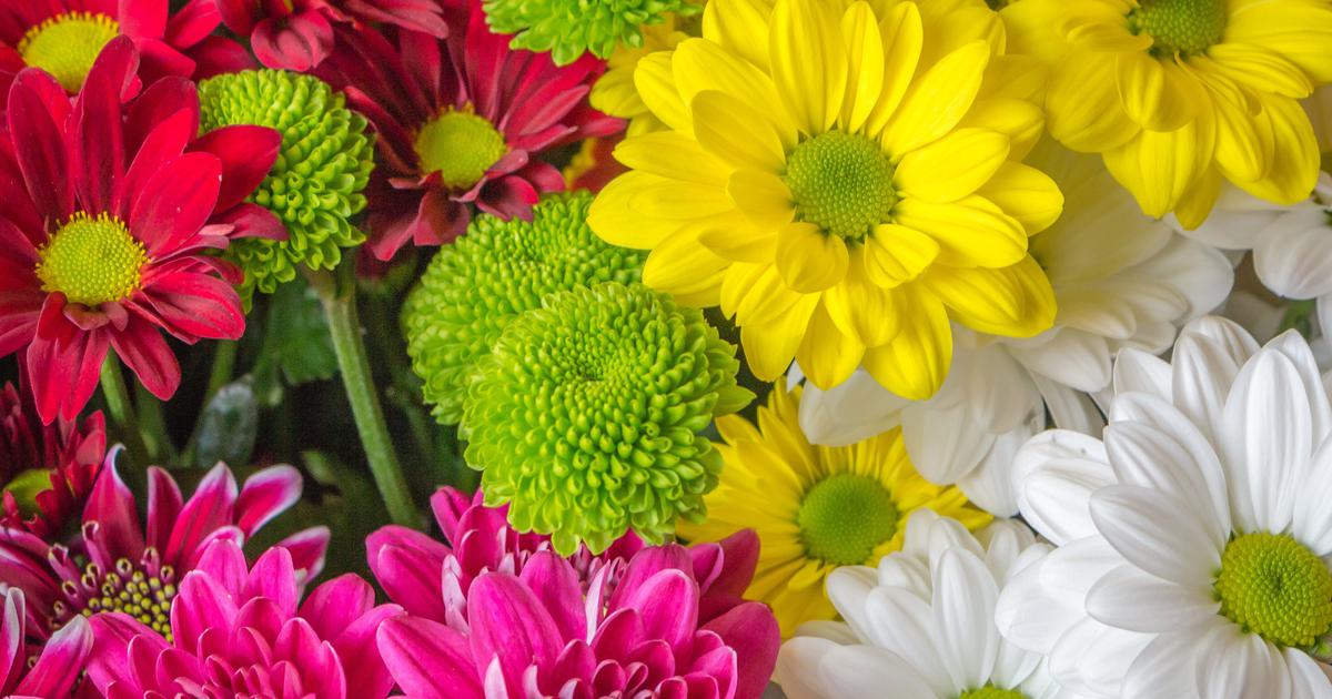 Jedini jesenski cvijet koji se uzgaja na gredicama - krizantema ...