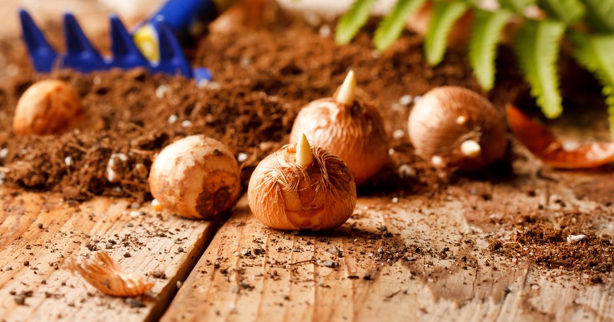 Iskoristite vikend za sadnju lukovica, u proljeće ćete imati najljepši vrt - Living