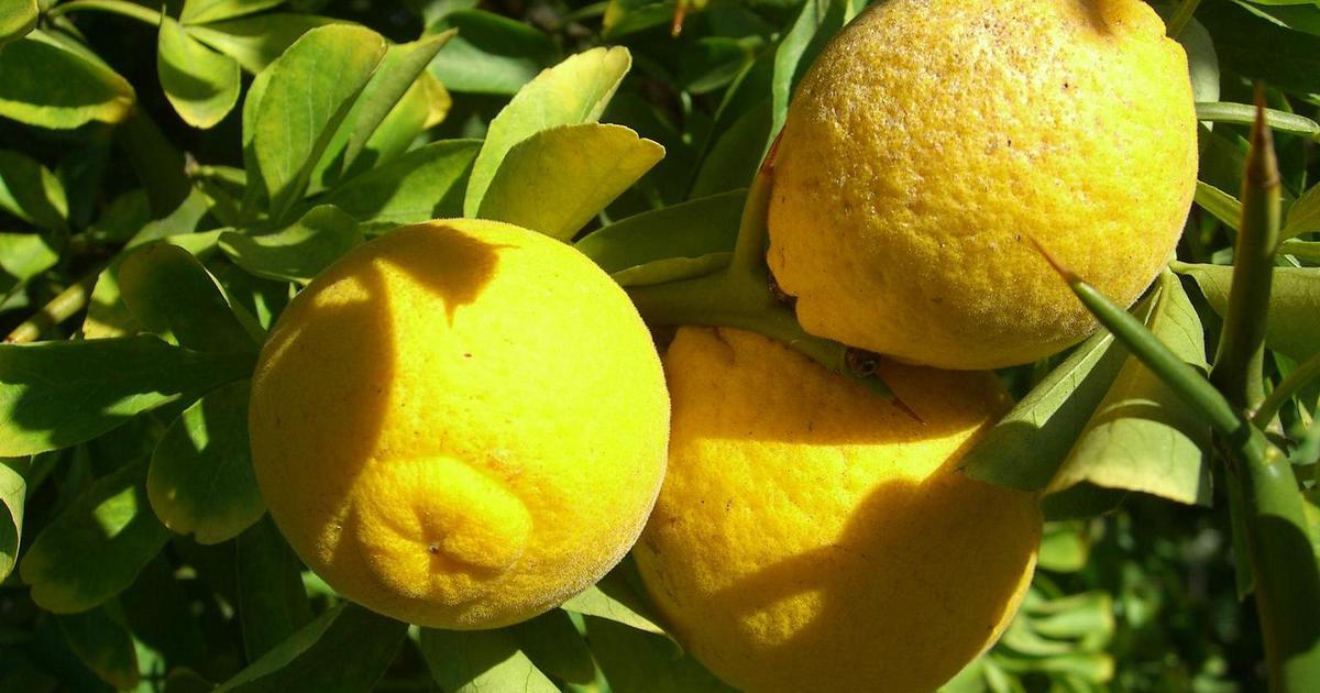 Plodove agruma oštećuju muhe i lisni mineri - Living