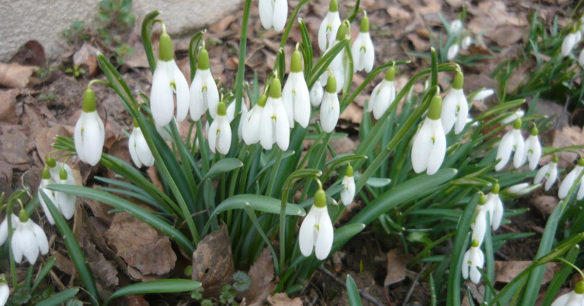 Omiljene proljetnice su se već pojavile, a mi otkrivamo kako se ...