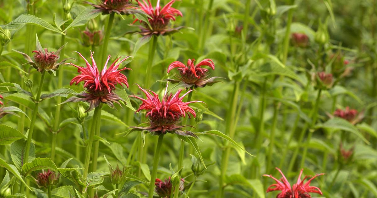 Indijanska kopriva, bergamot, metvulja - Living