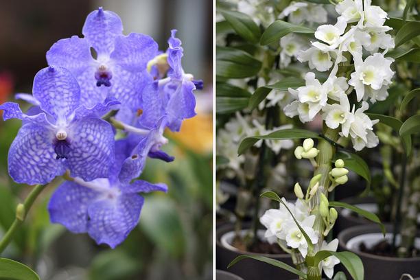 Ovo je Vanda - orhideja s jednim od najljepših cvjetova - Living