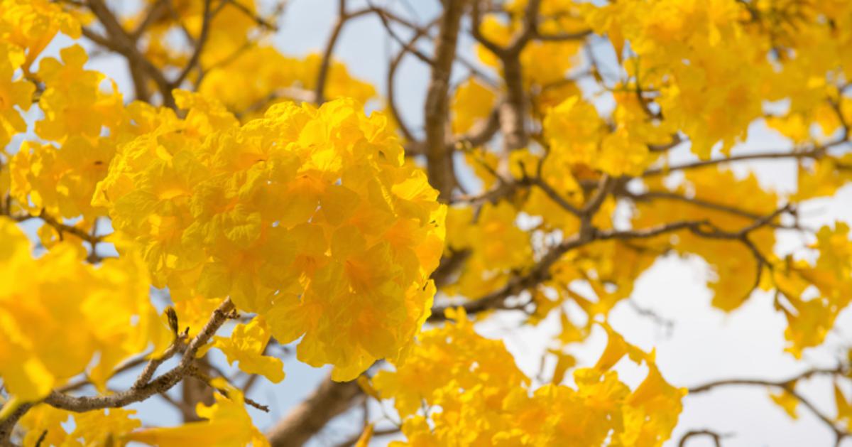 Leća je najstarije povrće, najstariji cvijet je lotos, a najveći ...