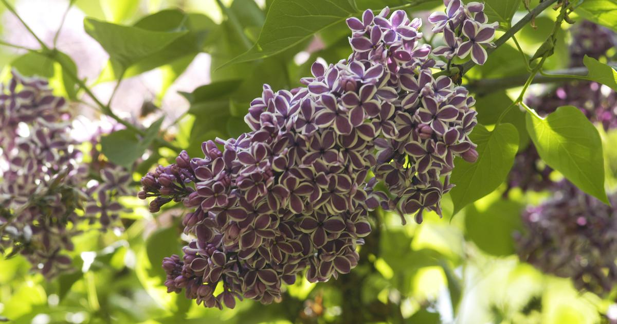 Jorgovan obožavamo zbog mirisa, a znate li da taj zaboravljeni grm ima ...